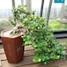 4x Natal Plum, Large Num Num Plant Cuttings Organic Fruit Carissa ...