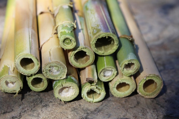 48 Organic Bamboo Rods Stakes Poles All Natural Wind | Etsy