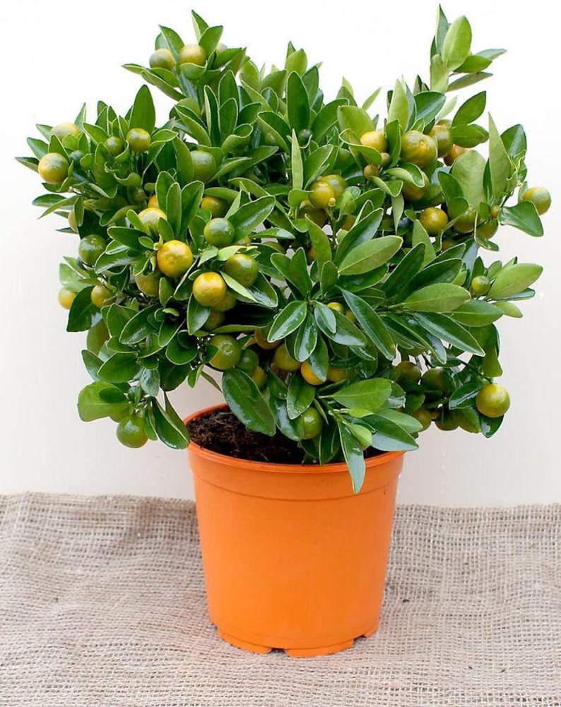 Calamansi Lime Tree Seeds: Organic Heirloom Citrus - 10 Seed Pack - Etsy