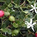 4x Natal Plum, Large Num Num Plant Cuttings Organic Fruit Carissa ...