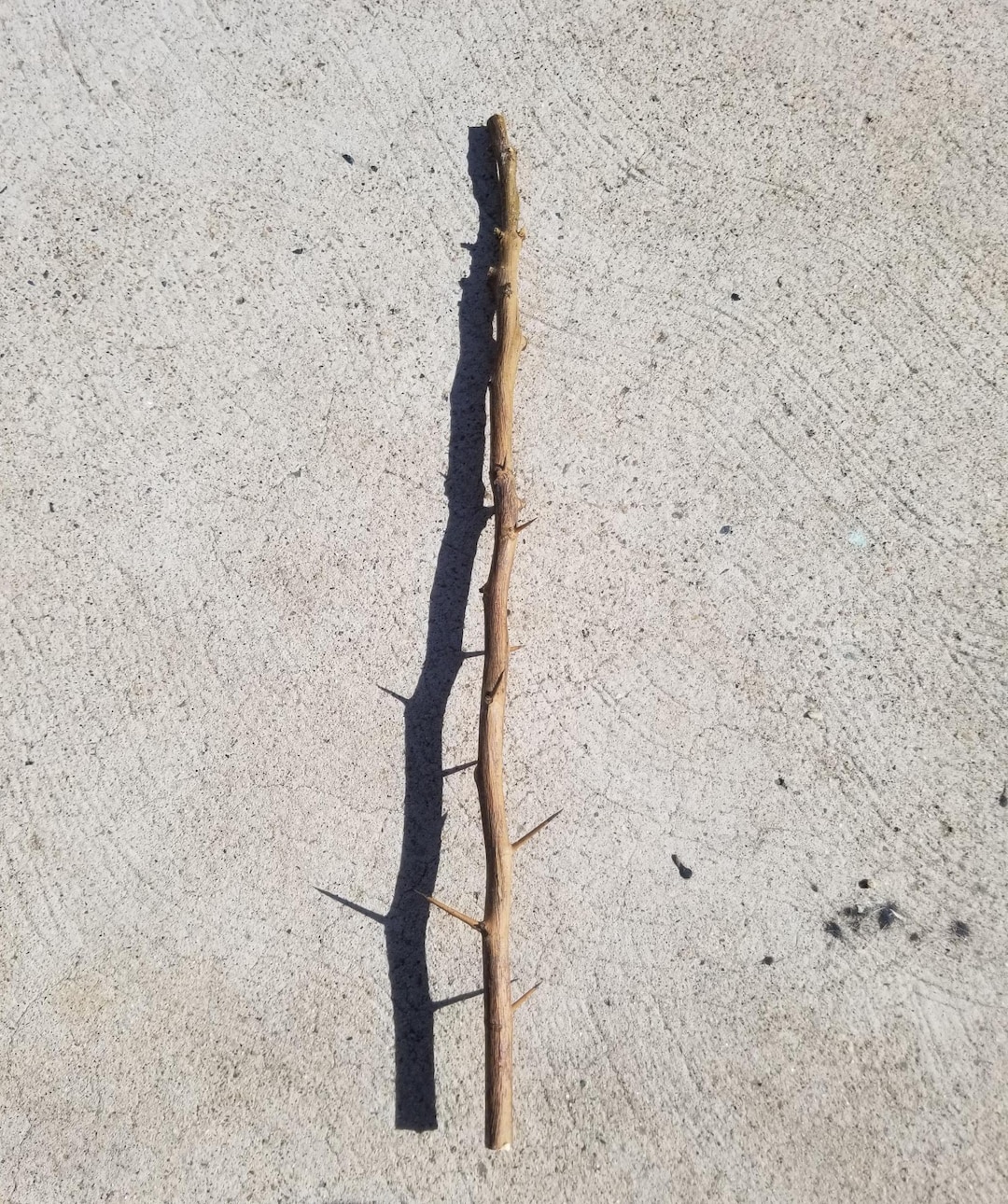 Lemon Tree Magic Wand Wood With Thorns 19" Natural Craft Supply for ...