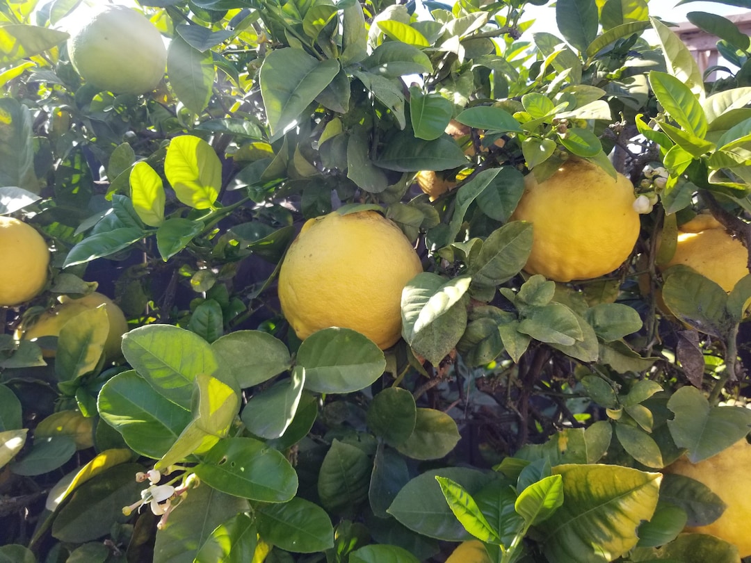 Ponderosa Lemon Seeds: Organic Heirloom Citrus Tree - 10 Count - Etsy