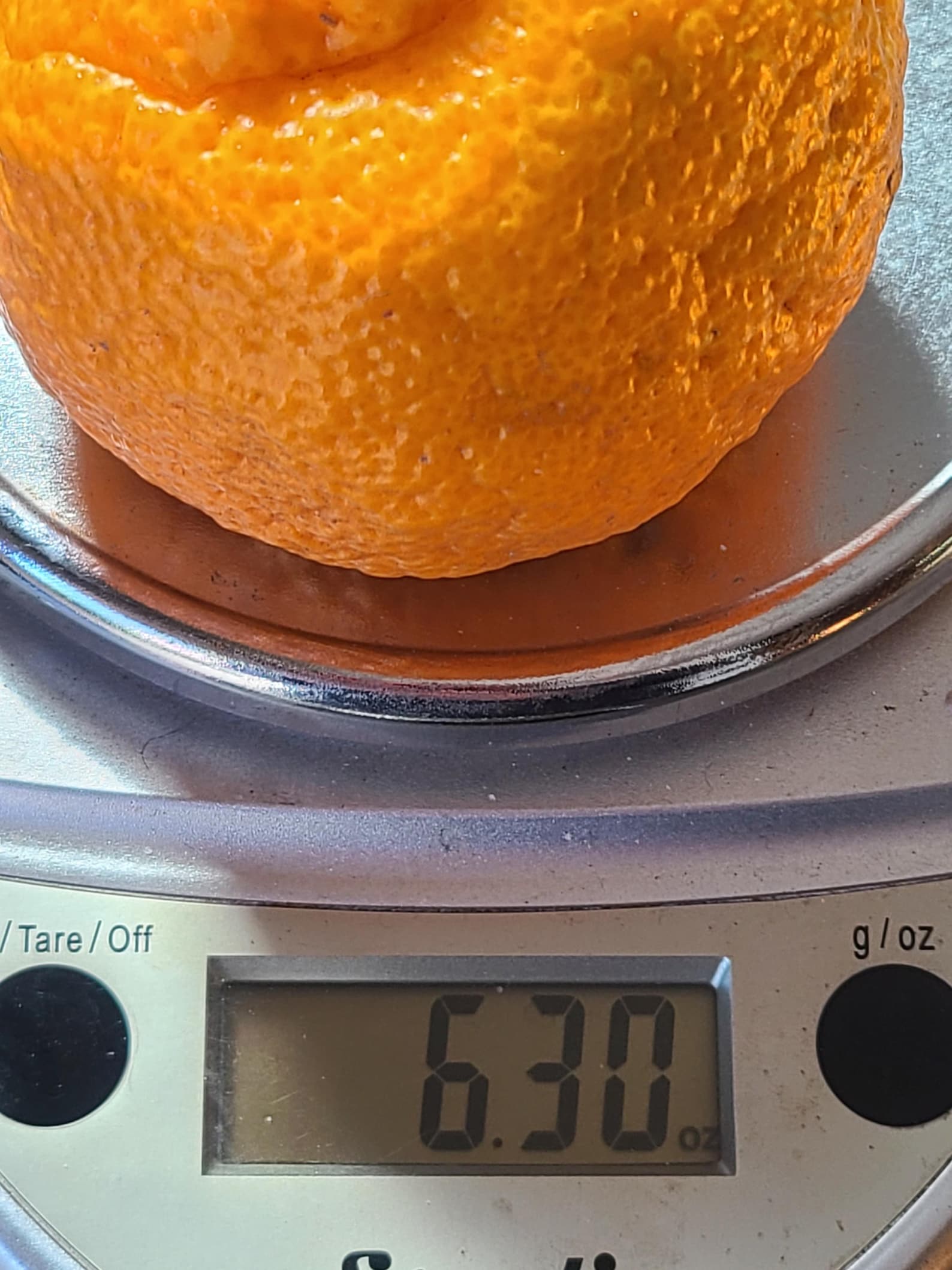 Organic Mandarin Orange Tree Cutting: Citrus Bonsai Starter - Etsy