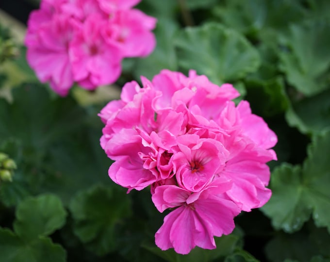 GERANIUM COLORAMA F2 MIX 10 Seeds Pelargonium Zonale Early Flowering ...