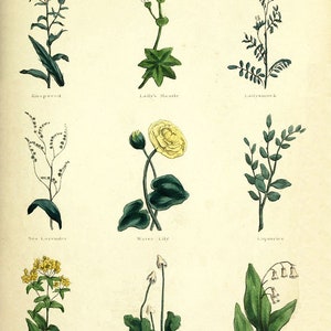 The Complete Herbal. Illustrated Guide for Over 300 Herbs, Roots, Barks ...