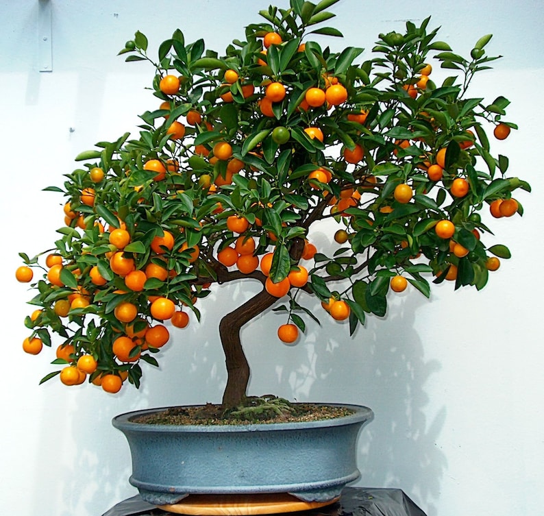 Organic Mandarin Orange Tree Cutting: Citrus Bonsai Starter - Etsy