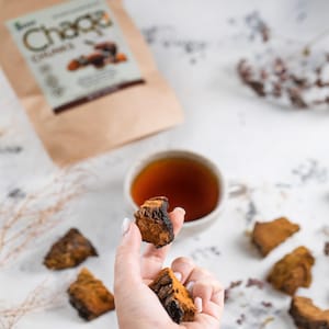 Chaga Mushroom Chunks for Tea, Organic Siberian Dried Chaga for ...
