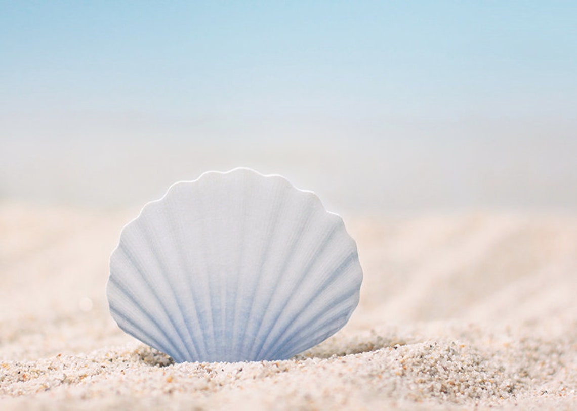 Sticky Notes Shell / Shellfish Notepad / Notepads / Memo pad | Etsy