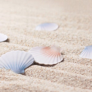 Sticky Notes shell / Shellfish Notepad / Notepads / Memo Pad - Etsy