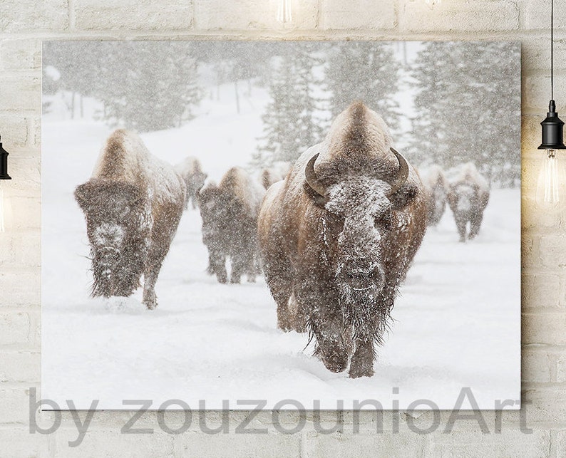 Buffalo Print, American Bison Print, Buffalo in Winter, Snowy Winter ...