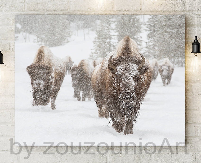 Buffalo Print, American Bison Print, Buffalo in Winter, Snowy Winter ...