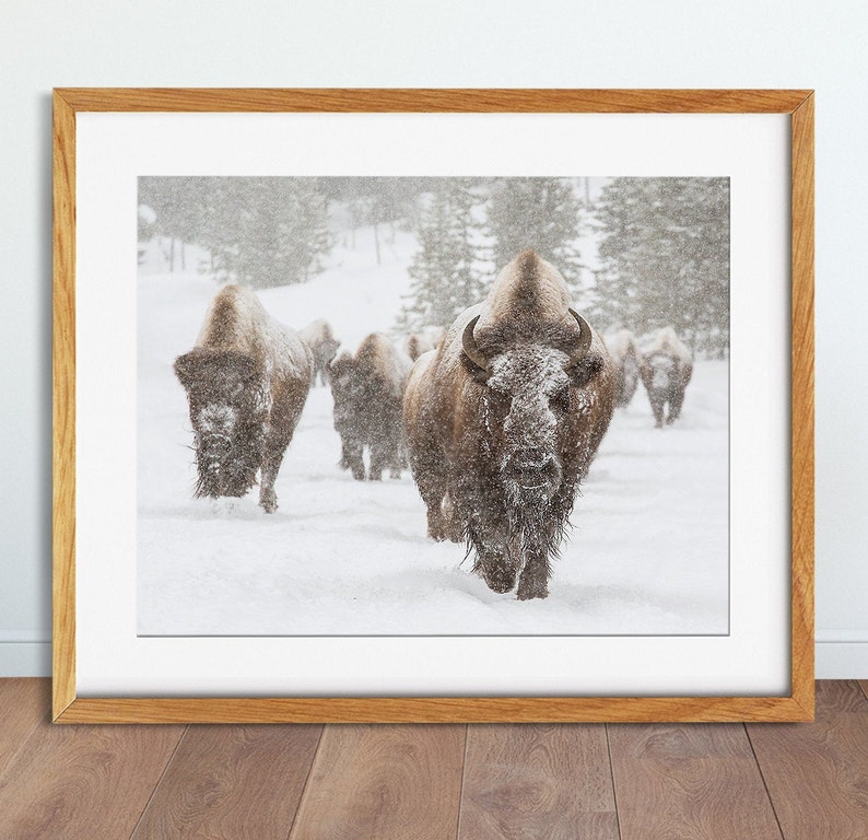 Buffalo Print, American Bison Print, Buffalo in Winter, Snowy Winter ...