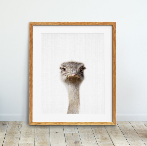 Ostrich Wall Decor Nursery Wall Art Ostrich Poster Ostrich Watercolor ...