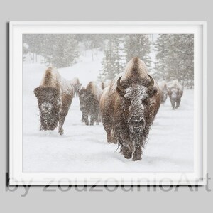 Buffalo Print, American Bison Print, Buffalo in Winter, Snowy Winter ...