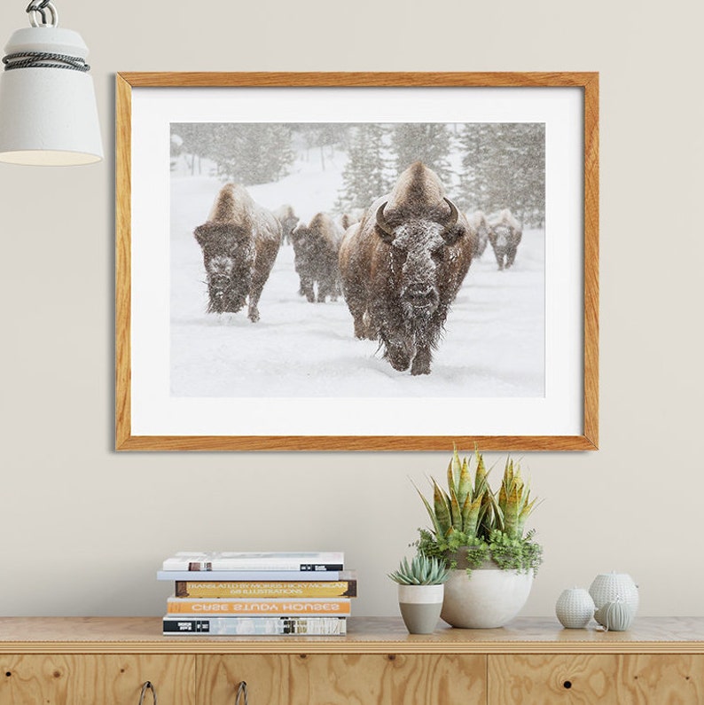 Buffalo Print, American Bison Print, Buffalo in Winter, Snowy Winter ...