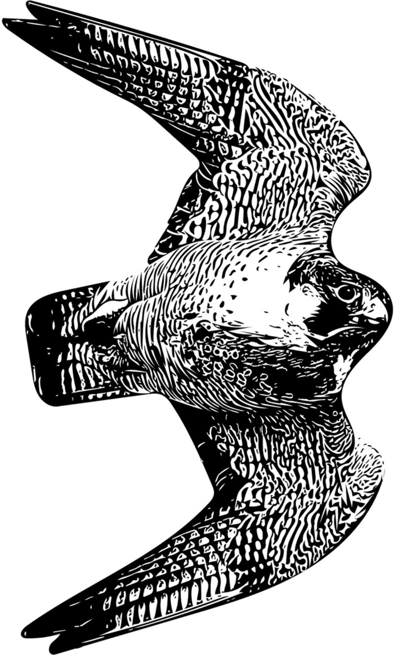 Flying Hawk, Eagle, Bird, Digital Download Svg, Hawk Dxf, Hawk Jpeg ...