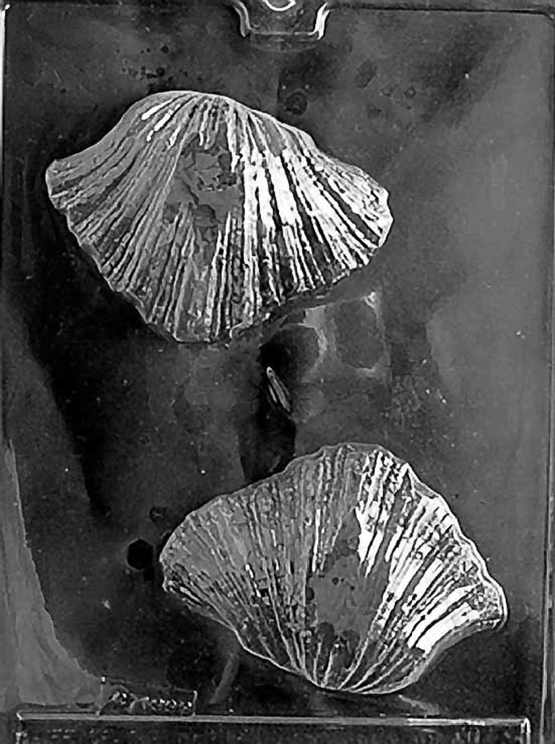 Nautical BEAR CLAW SHELL Dim 3 1/8 X 4 1/2 X 1 5/16 Deep Weight: 2.3 ...