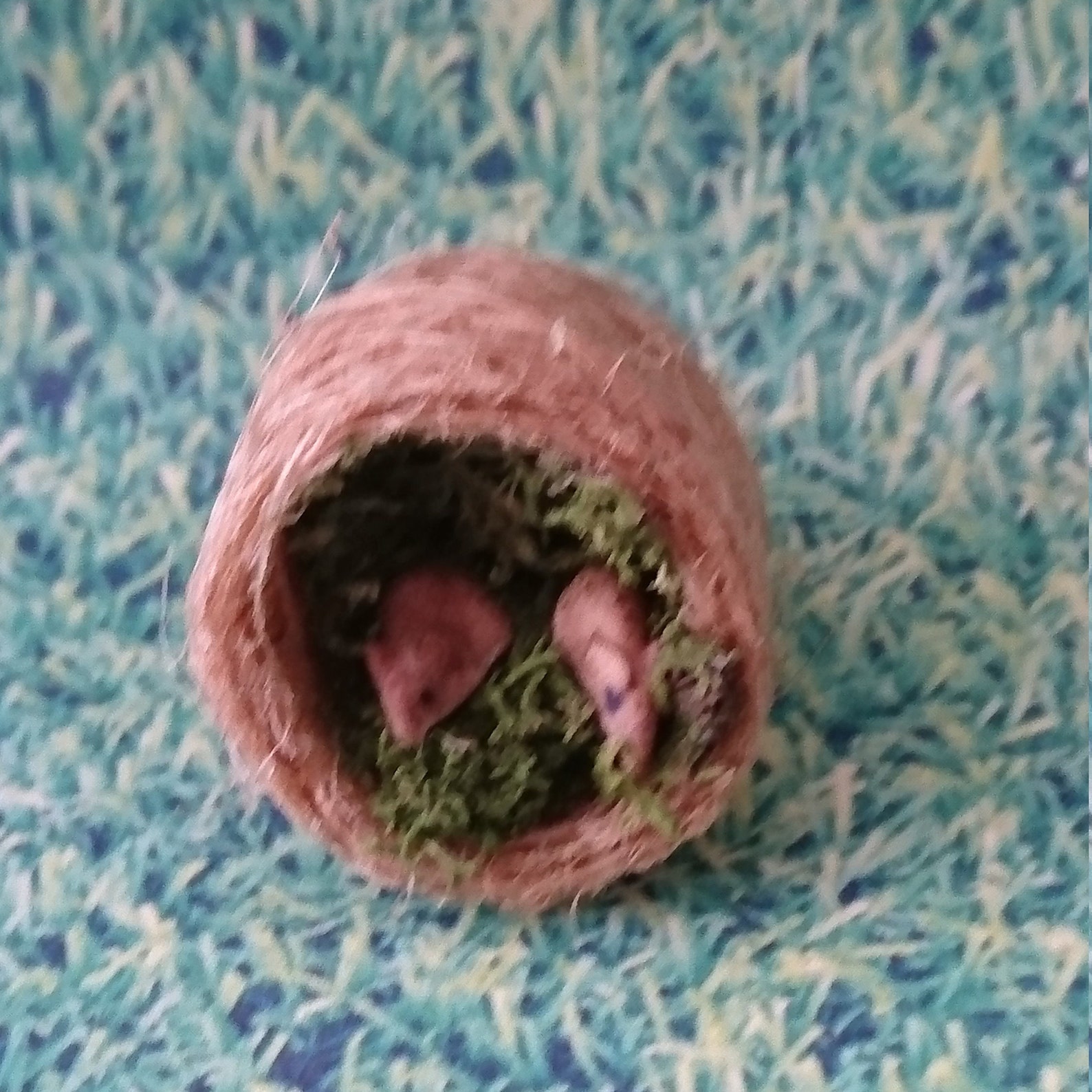 Dollhouse Miniature Harvest Mouse House Handmade - Etsy