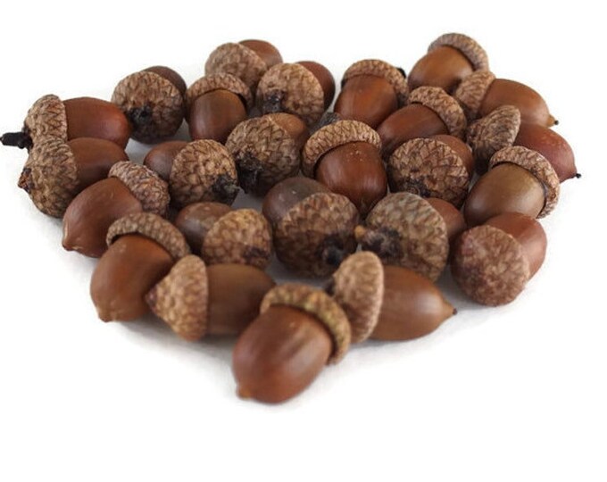 MIXED Real Acorns Natural Acorns Large Acorn Small Acorn Natural Decor ...