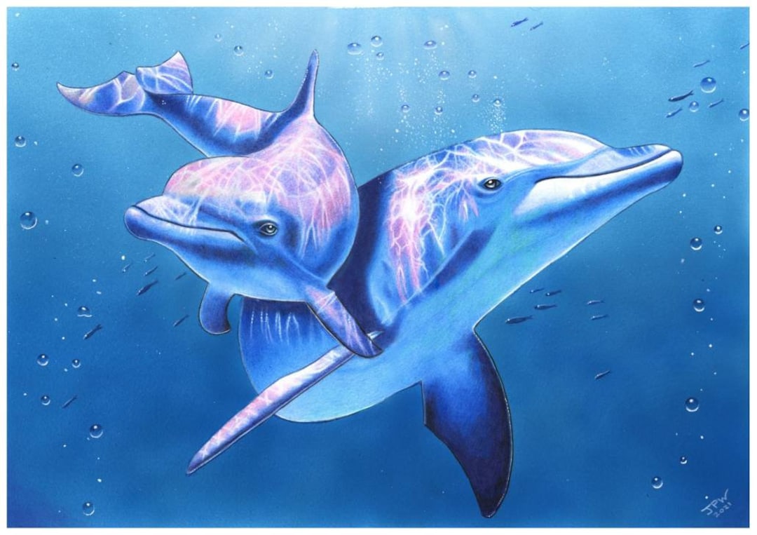 Dolphins, Original Drawing of Dolphins, Wildlife, Animal Drawing ...