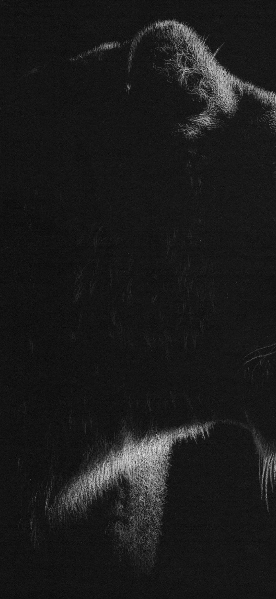 Lioness in Shadow, Lioness, Original Lioness Drawing, Wildlife ...