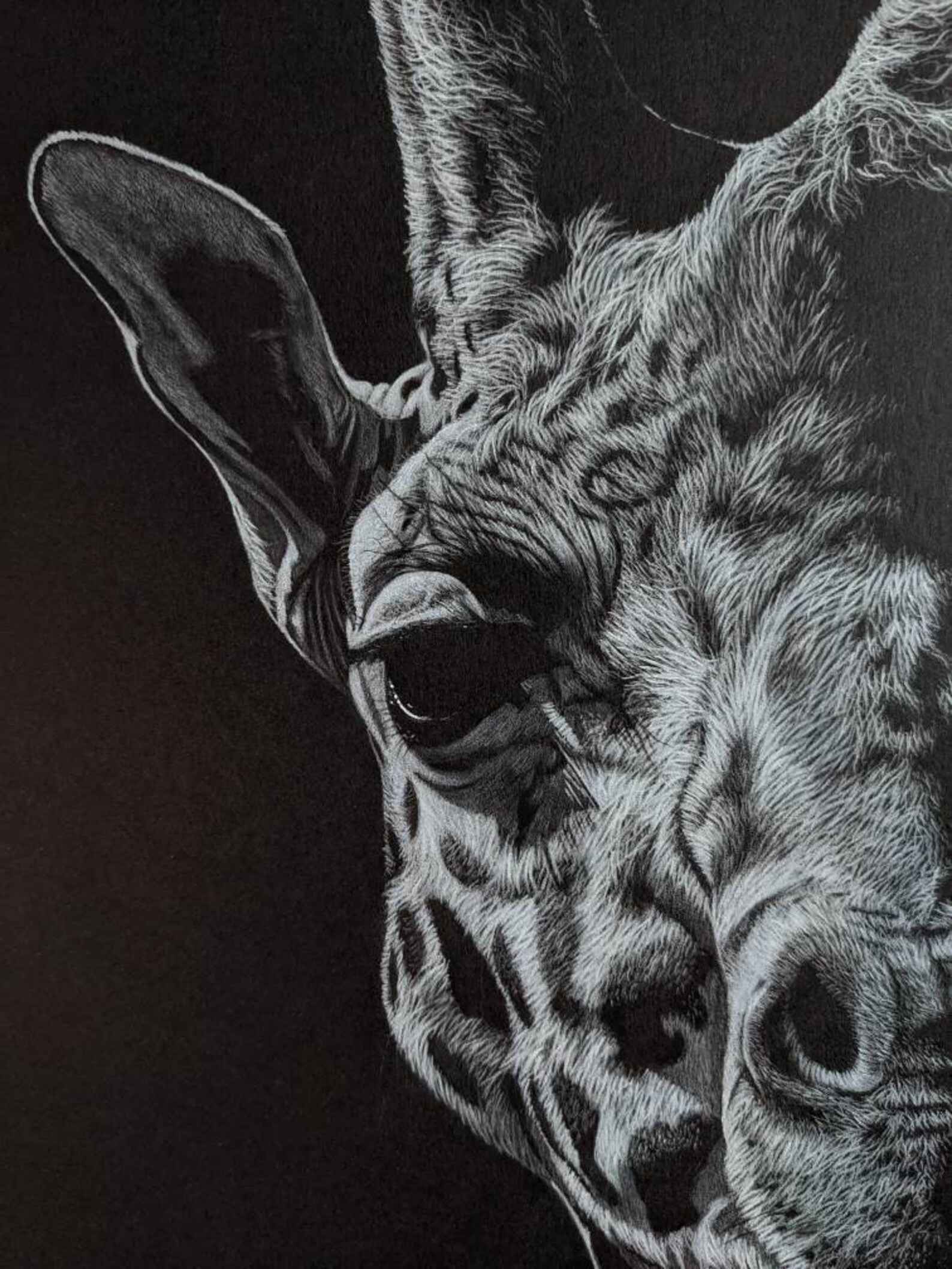 Giraffe, Original Giraffe Drawing, Wildlife, Wildlife Drawing, Giraffe ...