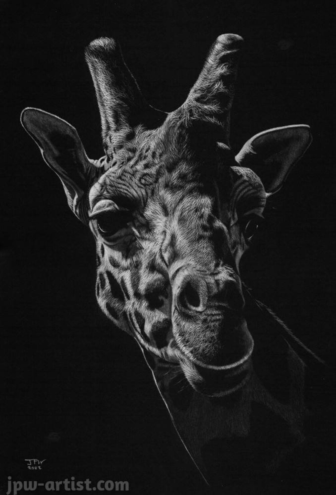 Giraffe, Original Giraffe Drawing, Wildlife, Wildlife Drawing, Giraffe ...