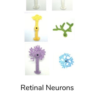 Crocheted Retinal Cells, Crocheted Eye, Photoreceptors,crochet Pattern ...