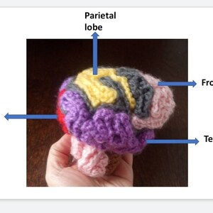 Anatomical Crocheted Brain, Crocheted Brain, Brain Pattern, Crocheted ...