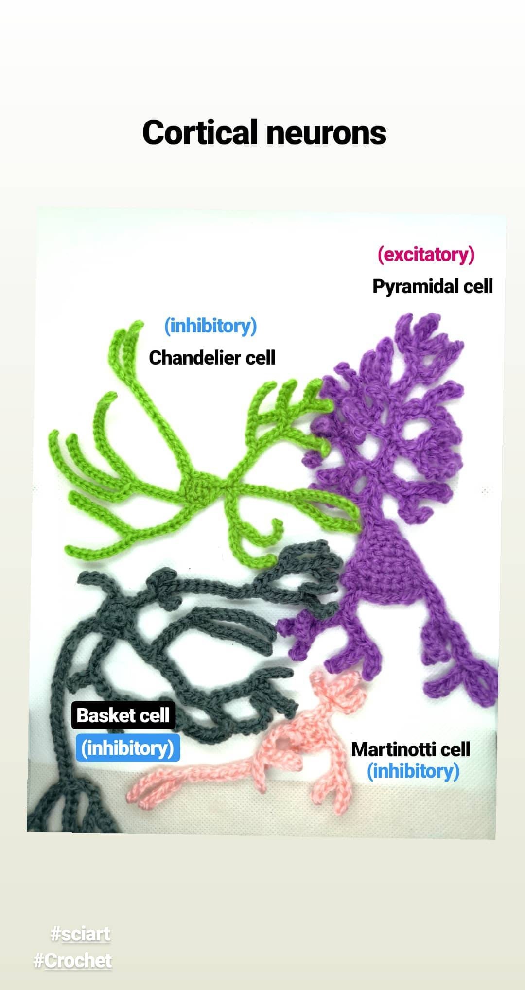 Crocheted Cortical Neurons, Crochet, Neuroscience, Crocheted Neurons ...