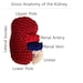 Crocheted Kidney Pattern, Crochet Pattern, Kidney, Pdf Pattern ...