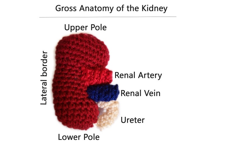Crocheted Kidney Pattern, Crochet Pattern, Kidney, Pdf Pattern ...