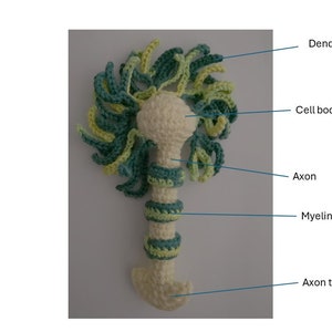 Myelinated Neuron Crochet Pattern - Etsy