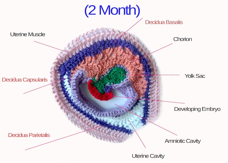 Embryology Illustrations digital Download - Etsy