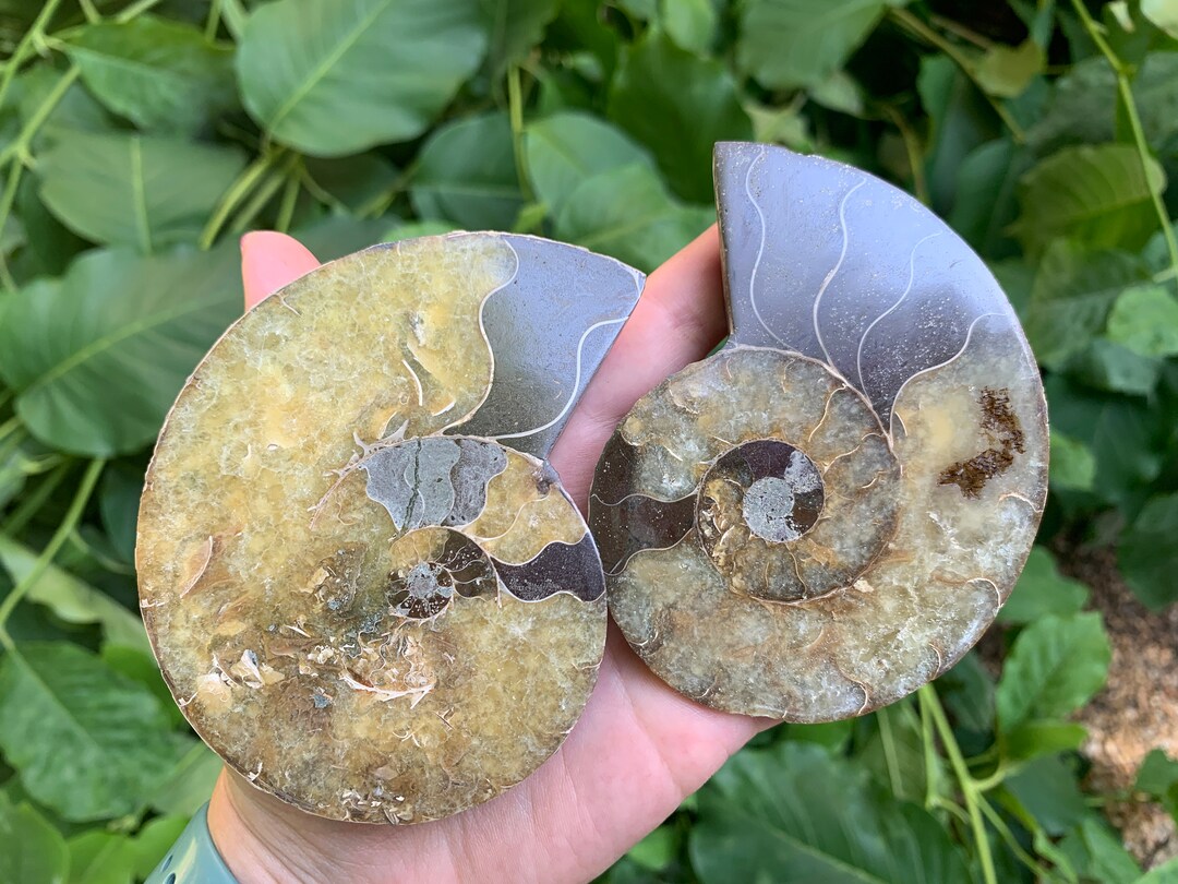 Large Ammonite Pair Fossil - Ribbed Spiral Shell From Madagascar - Etsy
