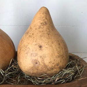 Dried Gourd Fall Decor - Set of 2 - Etsy