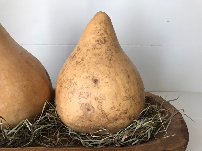 Dried Gourd Fall Decor Set of 2 | Etsy