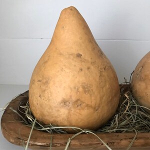 Dried Gourd Fall Decor - Set of 2 - Etsy