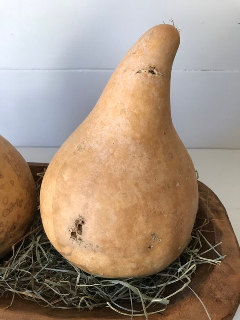 Dried Gourd Fall Decor Set of 2 | Etsy