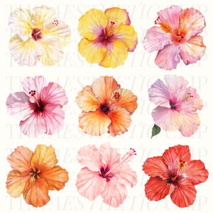 Flower Clipart | Tropical PNG | Hibiscus Flowers | Summer Flowers ...