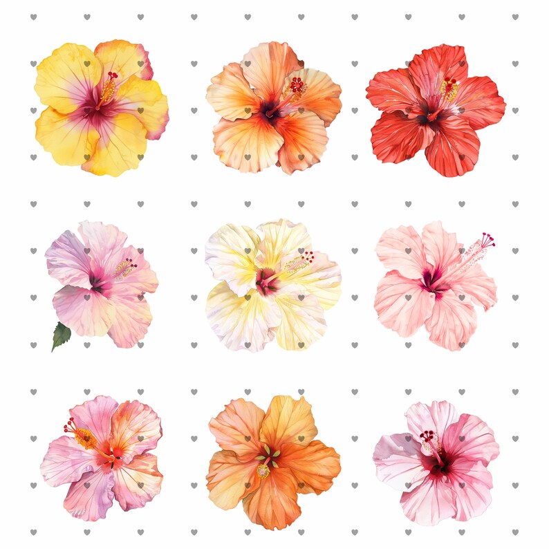 Flower Clipart Tropical PNG Hibiscus Flowers Summer Flowers Clipart ...