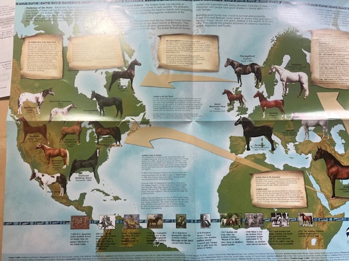 Horse Posters - Poster Book, Evolution of Breeds, Sam Savitt Guide to ...