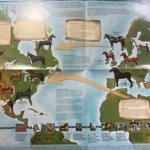 Horse Posters - Poster Book, Evolution of Breeds, Sam Savitt Guide to ...