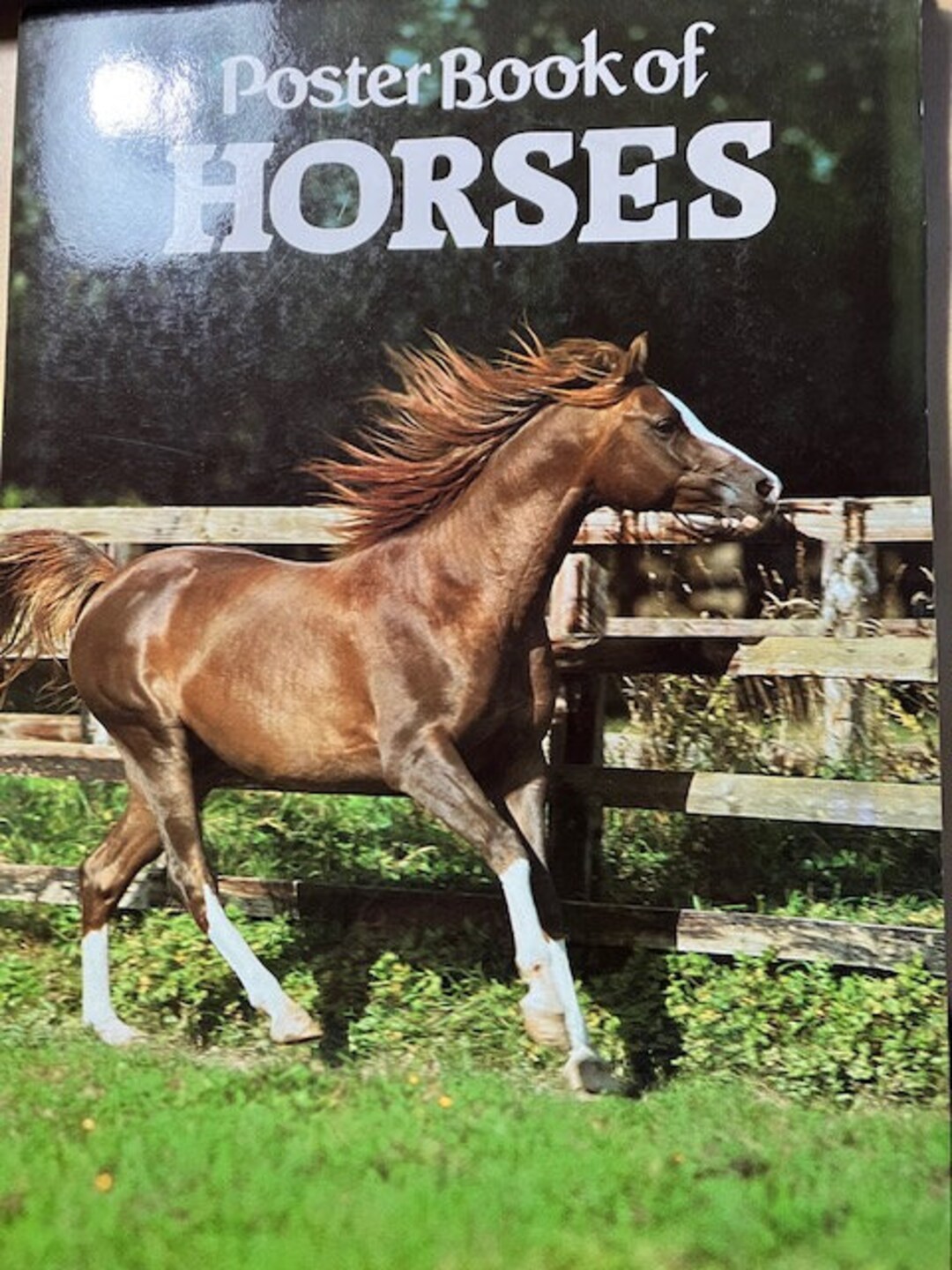 Horse Posters - Poster Book, Evolution of Breeds, Sam Savitt Guide to ...