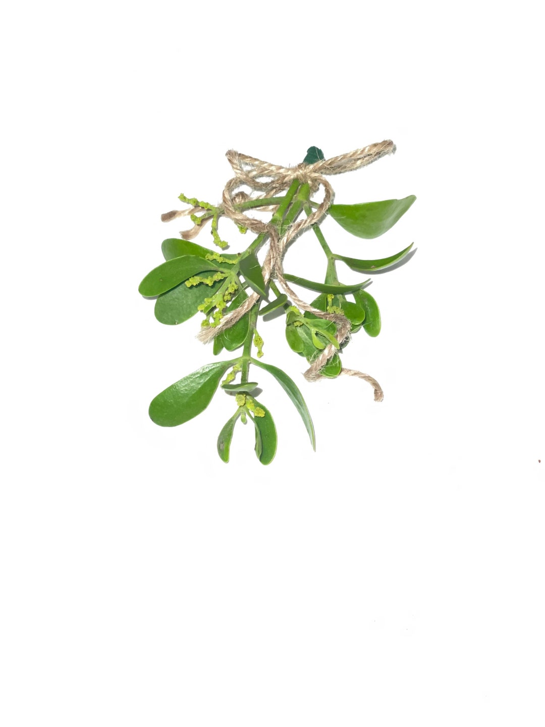 Fresh Handpicked Mistletoe - Etsy