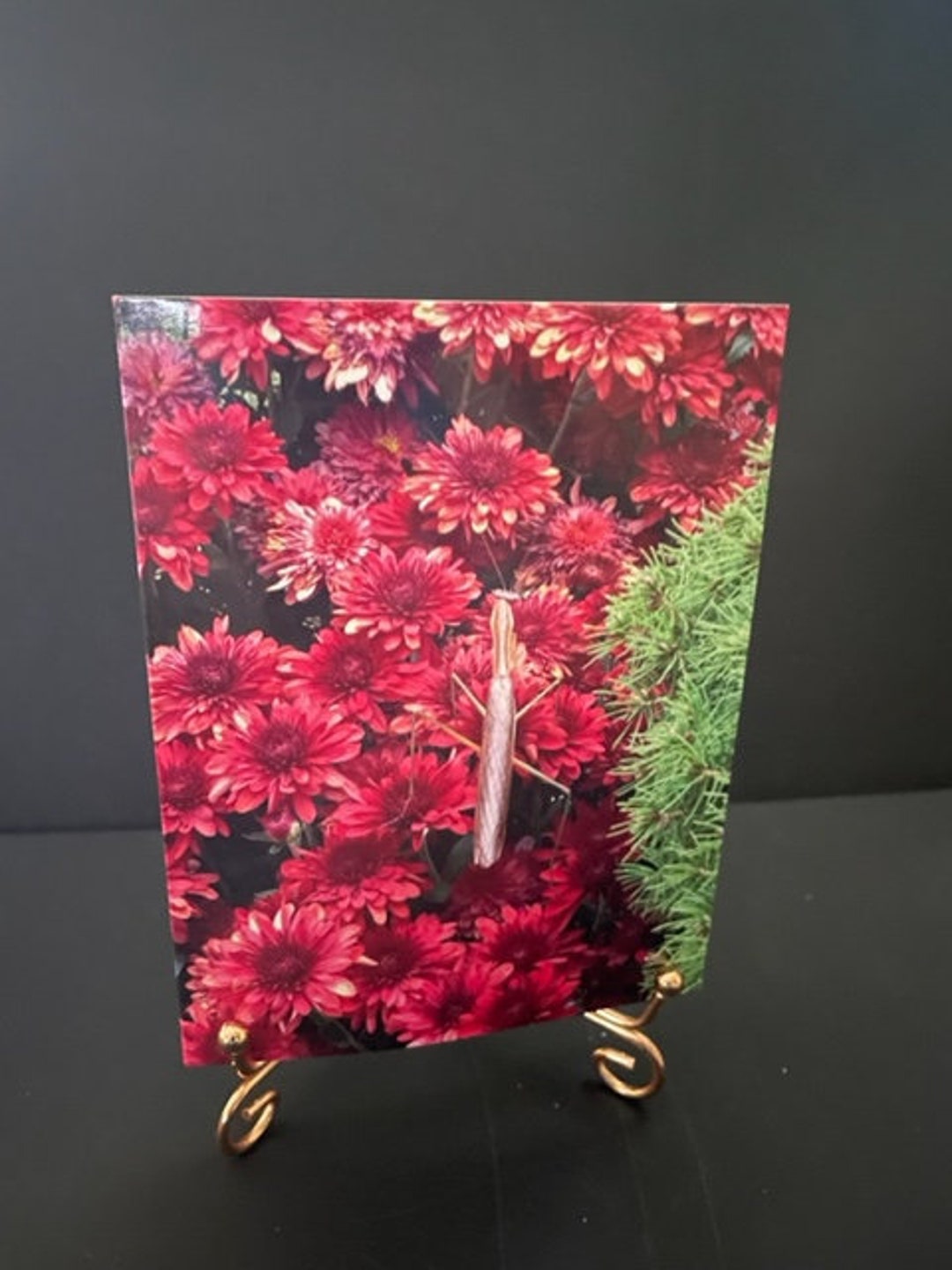 Box of 5 Blank Any Occasion Cards Praying Mantis Nature Scene - Etsy