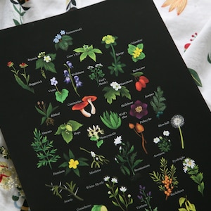 A Witcher Herbal - Art Print - Selected Plants Inspired by the Witcher ...