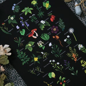 A Witcher Herbal - Art Print - Selected Plants Inspired by the Witcher ...