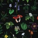 A Witcher Herbal - Art Print - Selected Plants Inspired by the Witcher ...