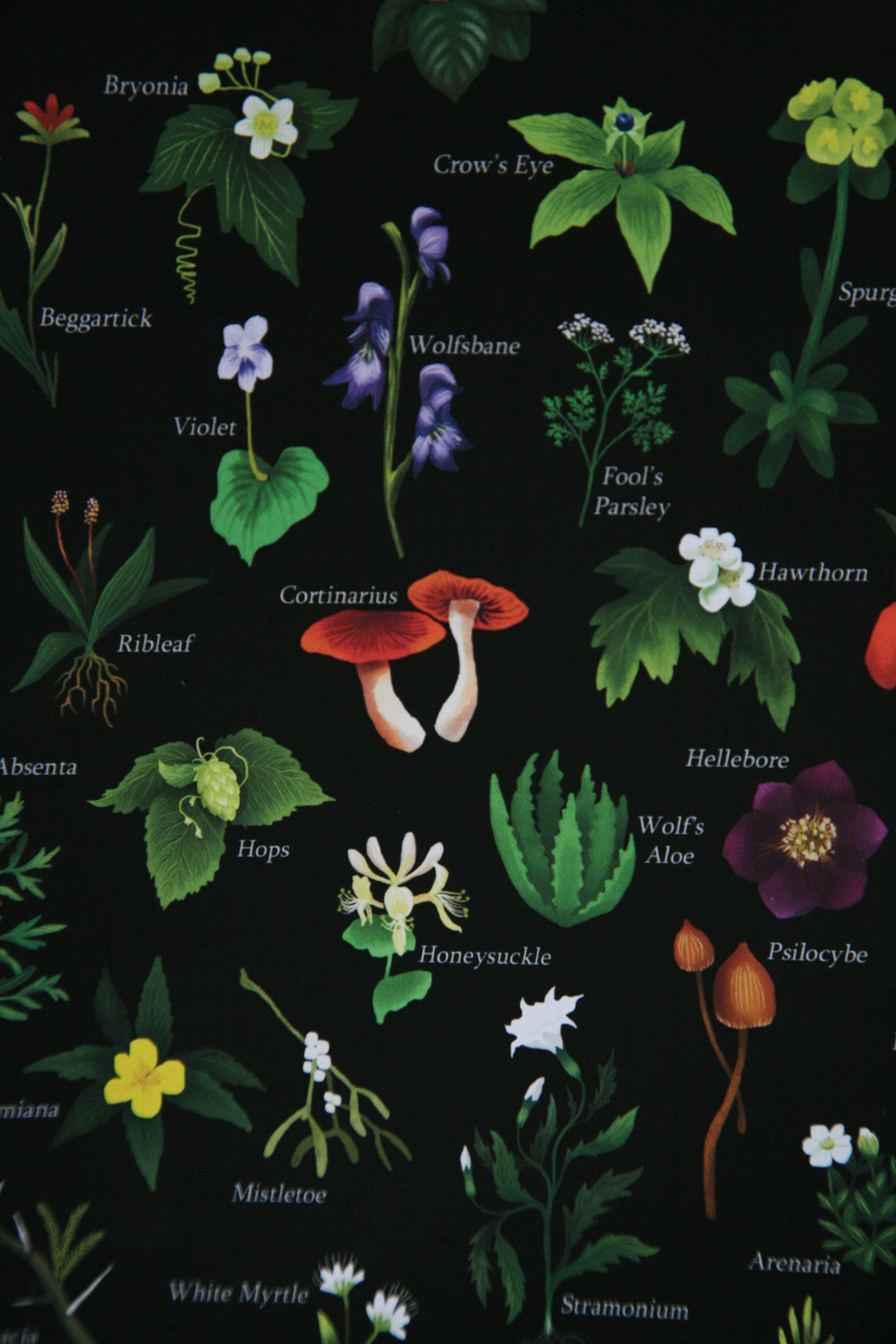 A Witcher Herbal - Art Print - Selected Plants Inspired by the Witcher ...